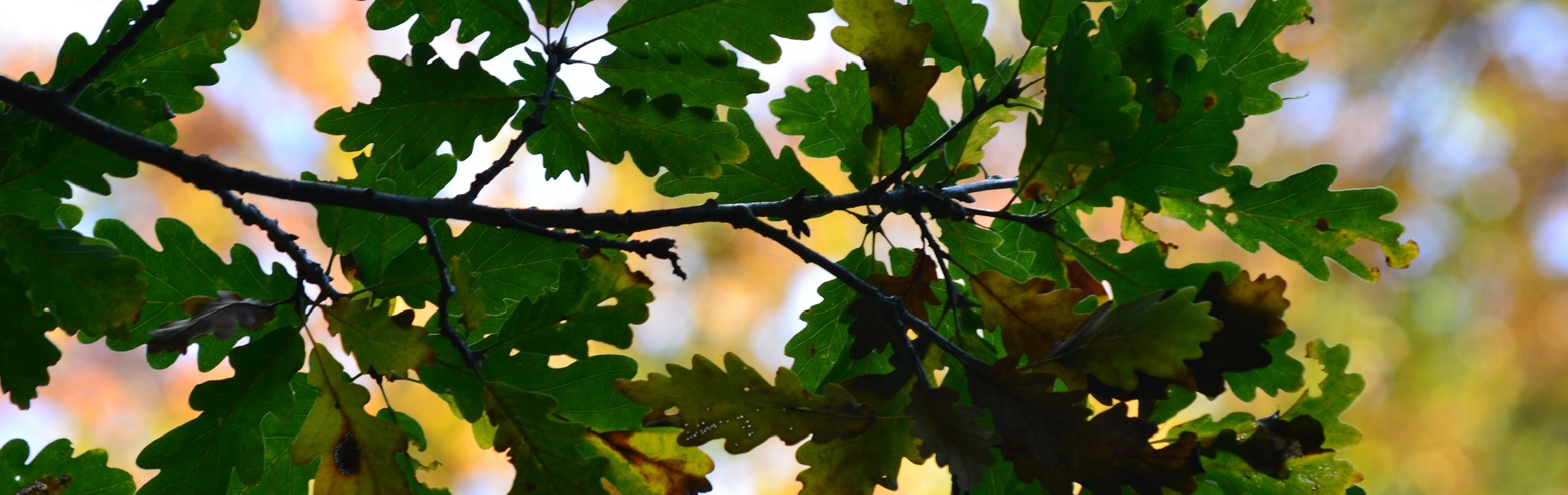 Stichtingen Bureau Erkenningen en Groenkeur gaan samen verder